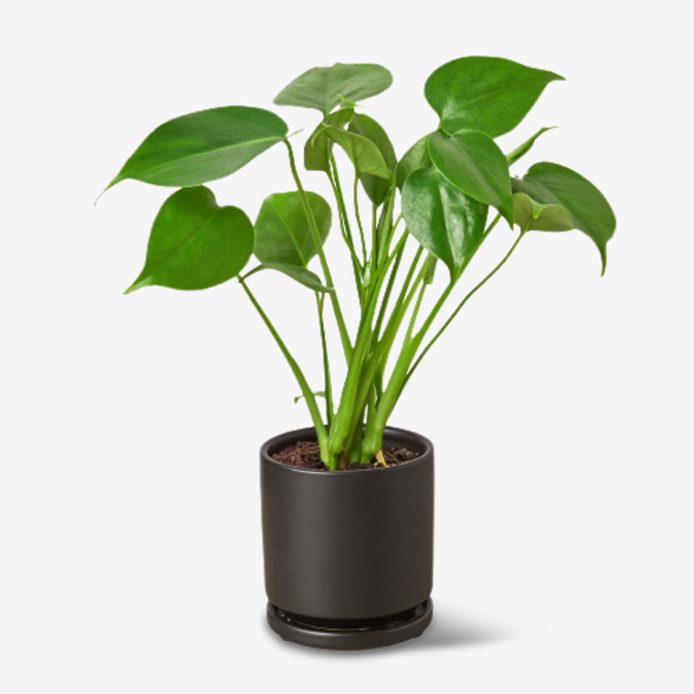 The House Plant Shop Pre-Potted Monstera Deliciosa | Bespoke Post