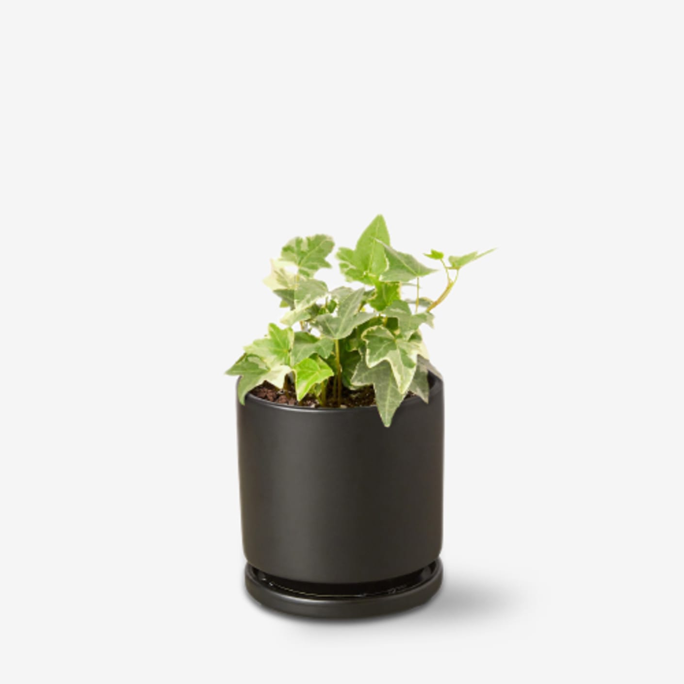The House Plant Shop Pre-Potted English Ivy Glacier | Bespoke Post