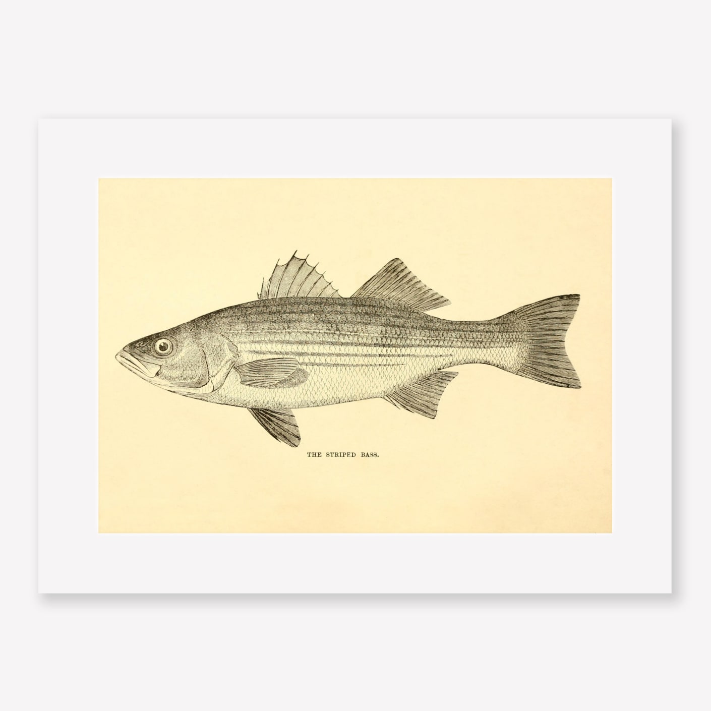 Bespoke Post Gallery Striped Bass Giclée Print | Bespoke Post