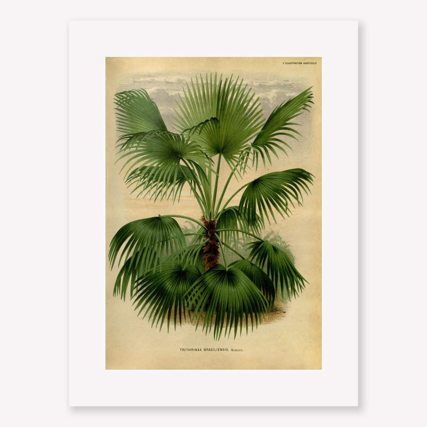 Bespoke Post Gallery Palm Giclée Print | Bespoke Post