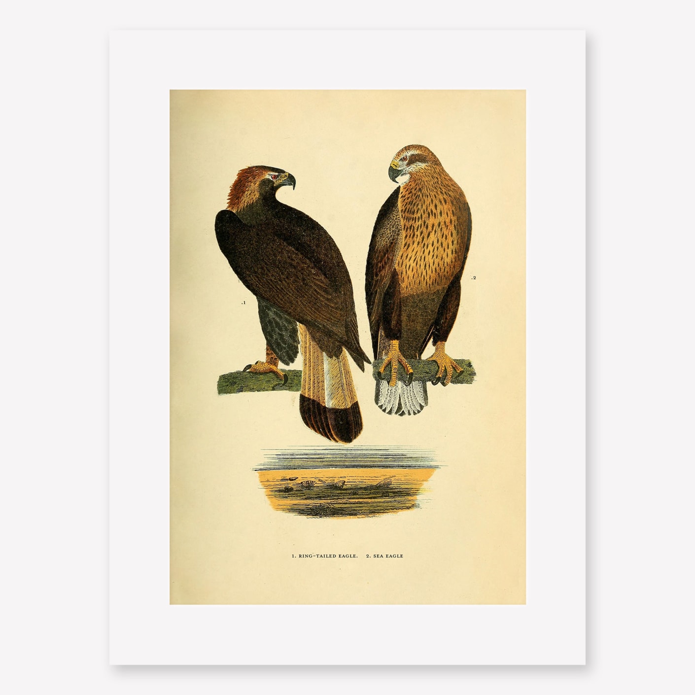 Bespoke Post Gallery Ring Tail Eagle & Sea Eagle Giclée Print | Bespoke ...