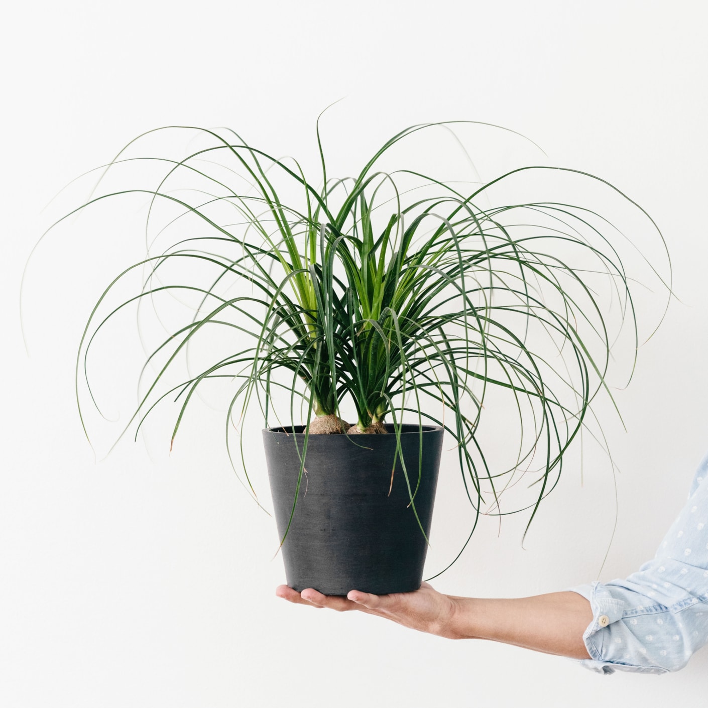 Bloomscape Pigtail Palm | Bespoke Post