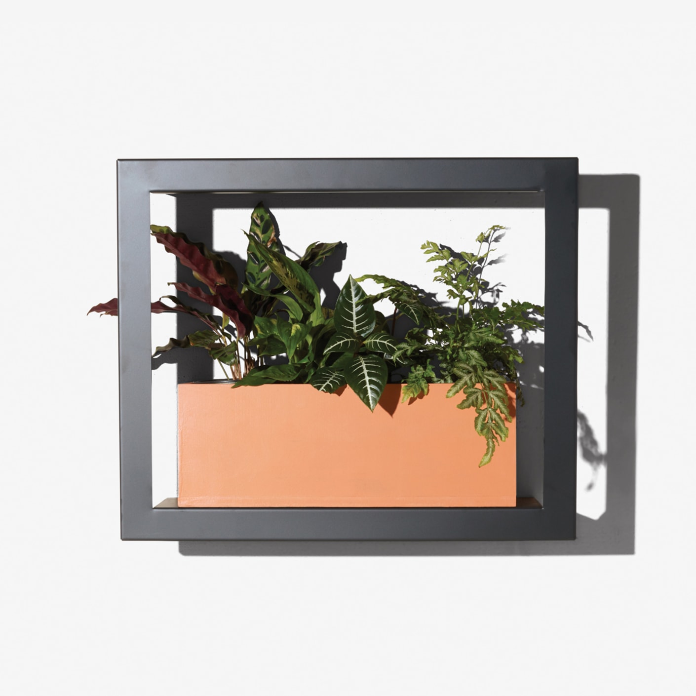 Modern Sprout Modern Grow Frame – Matte Black | Bespoke Post