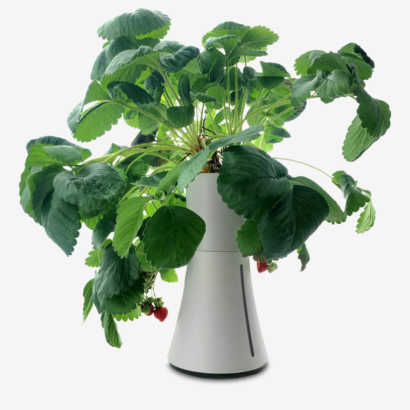 Botanium Hydroponic Self-Watering Planter | Bespoke Post