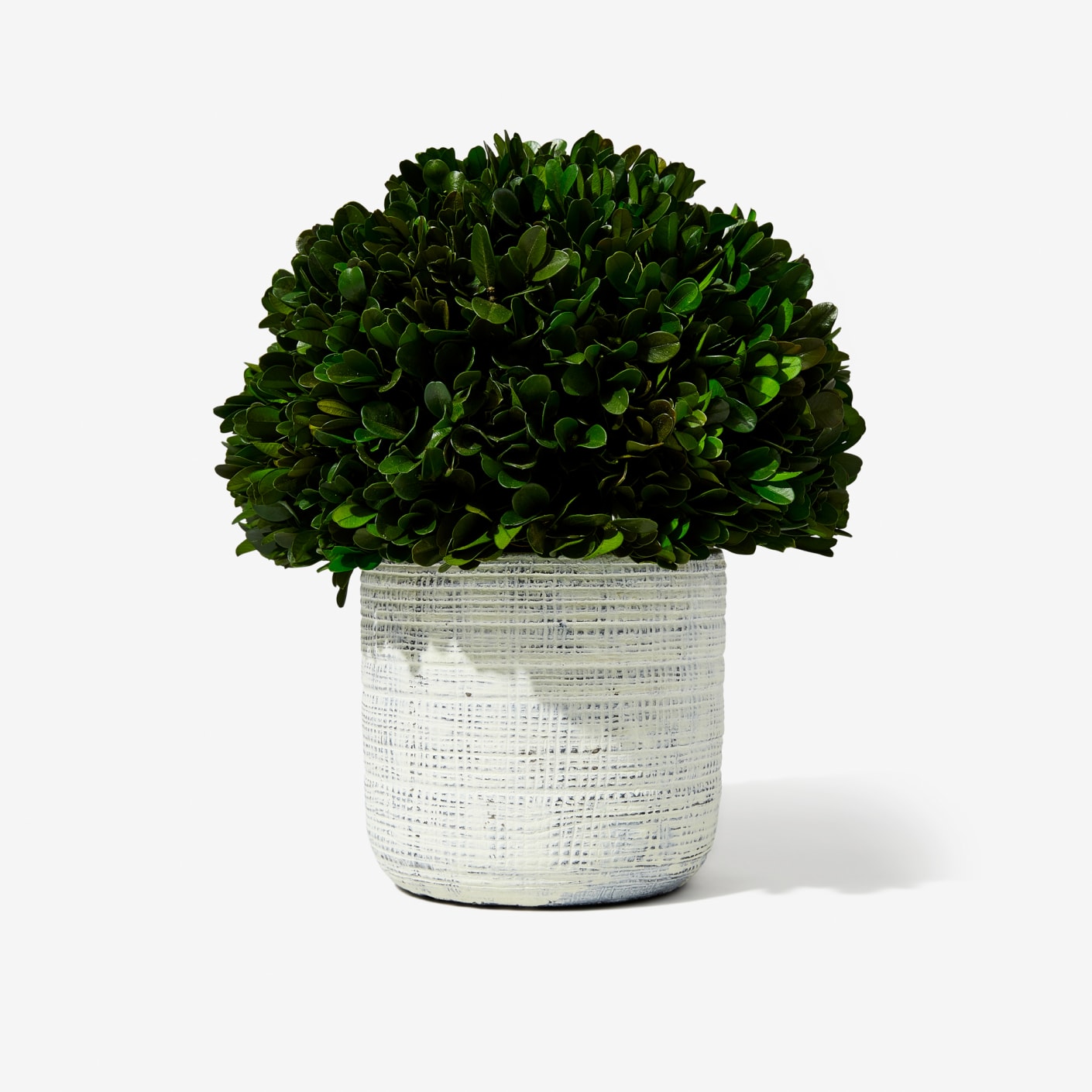 Galt Round Preserved Boxwood Plant – Textured Pot | Bespoke Post