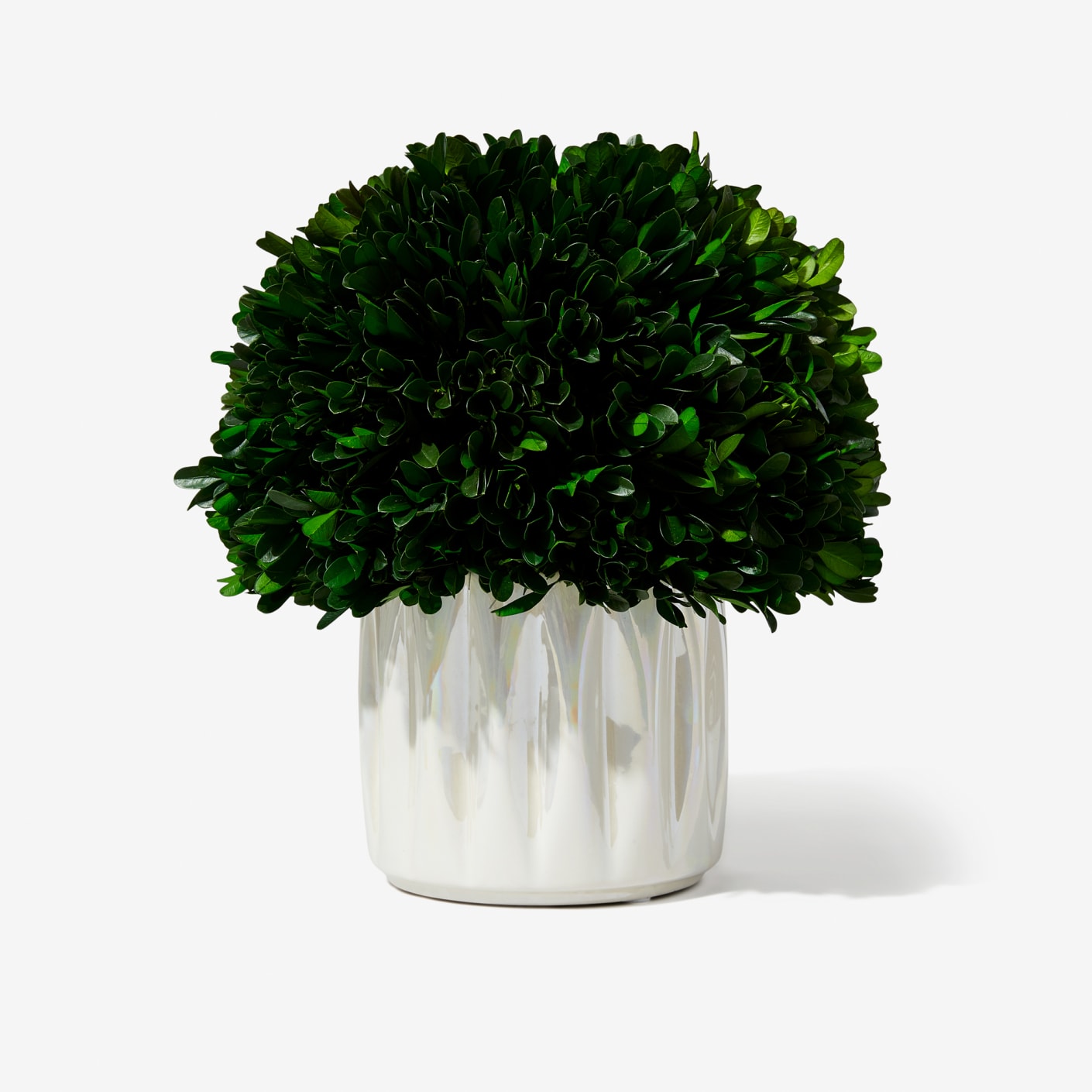 Galt Round Preserved Boxwood Plant – White Pot | Bespoke Post