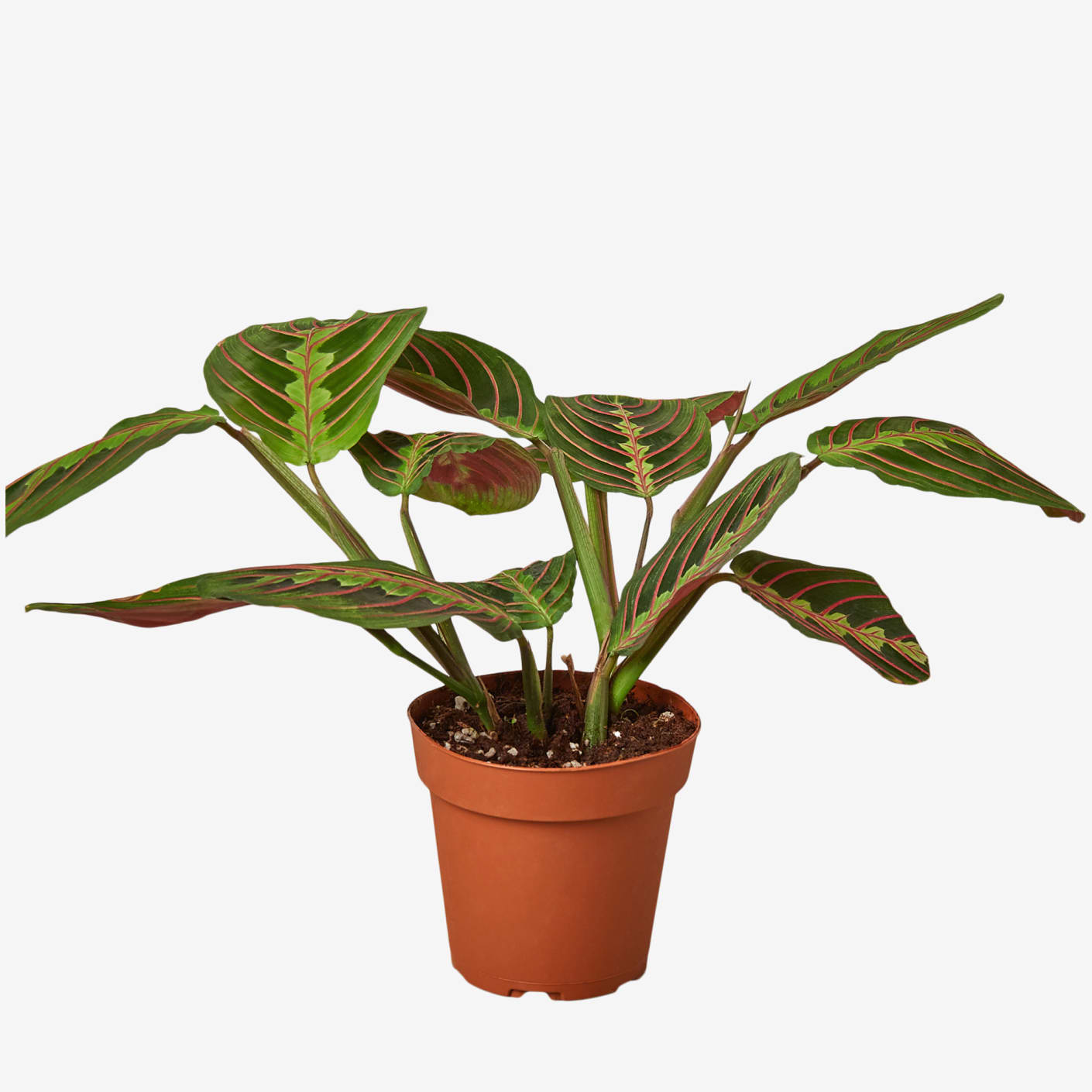 The House Plant Shop Maranta Red Prayer | Bespoke Post