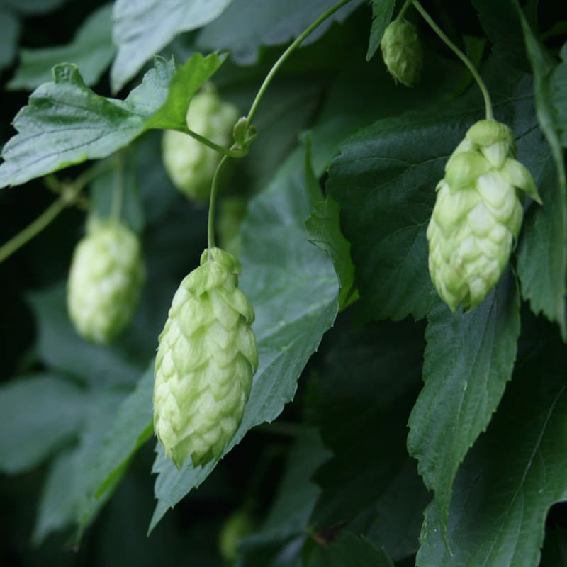 Six Hop Varieties That'll Increase Your Craft Beer IQ | Bespoke Post