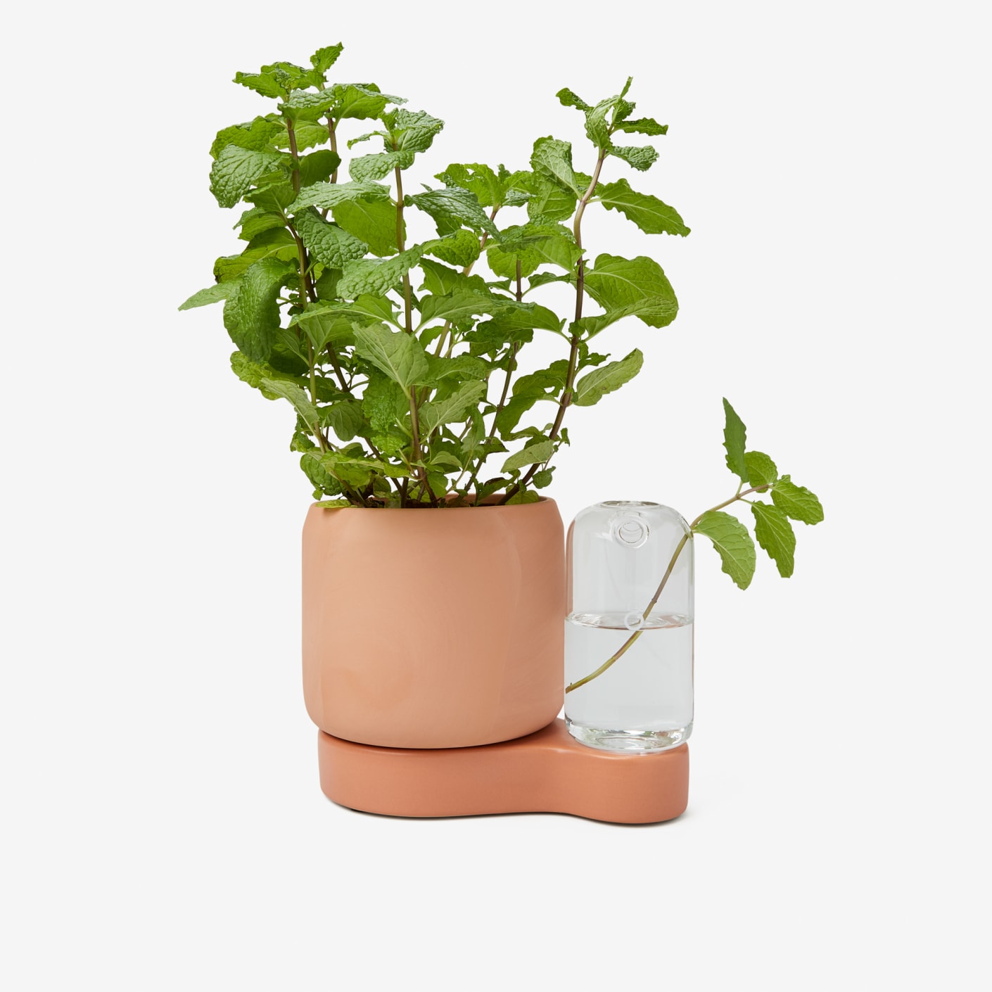 pot plants by post